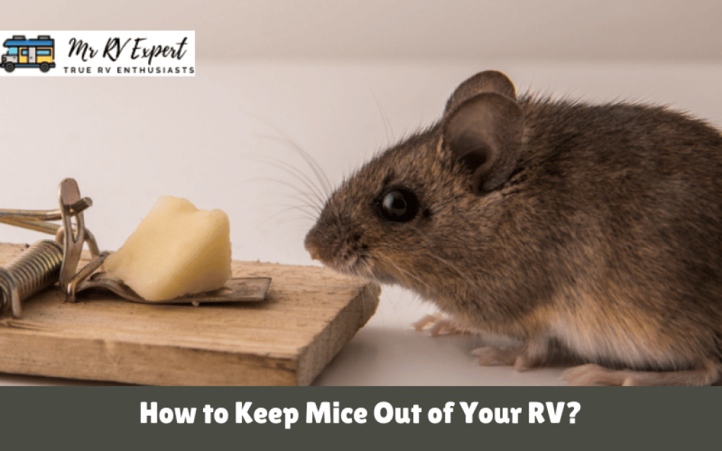 How to Keep Mice Out of Your RV? - Mr RV Expert